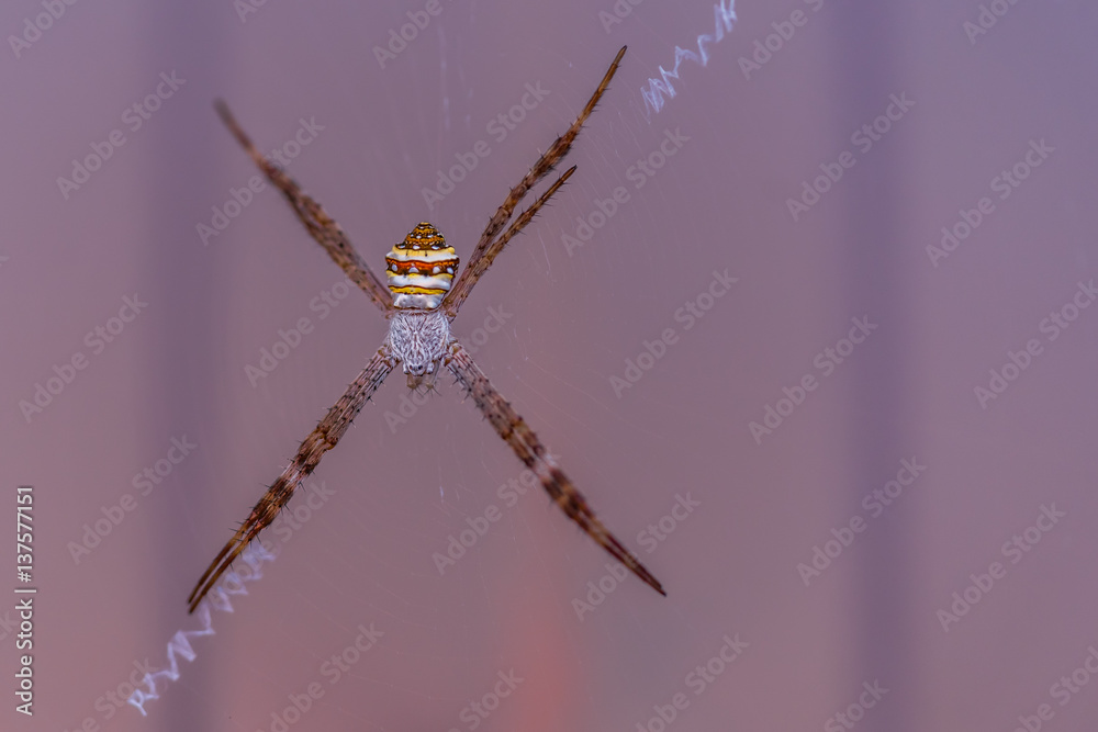 Big Scary Looking Spiders