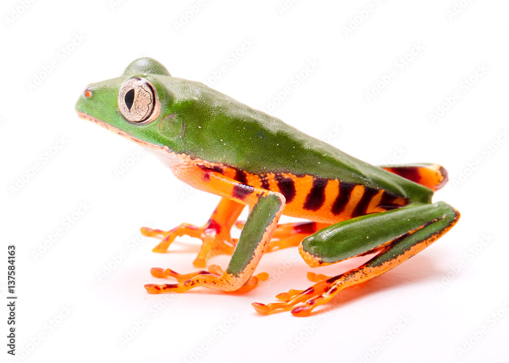 Tiger leg monkey tree frog, Phyllomadusa tomopterna. Tropical treefrog ...