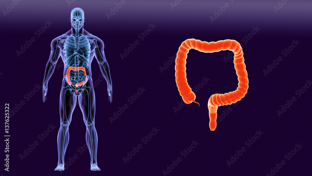 Large intestine (colon). Detailed illustration of colon Stock ...
