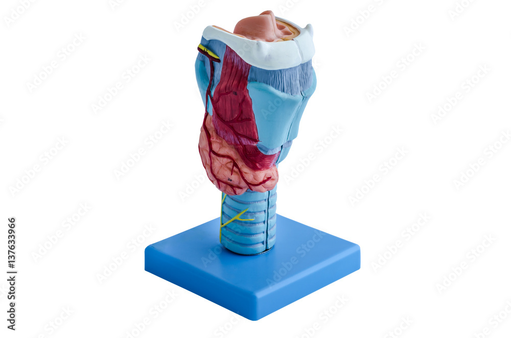 Anatomy model of pharynx Stock Photo | Adobe Stock