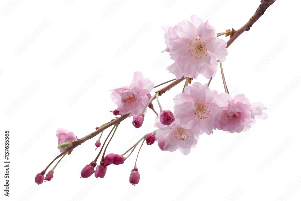 Japanese Cherry Blossom Flower Branch