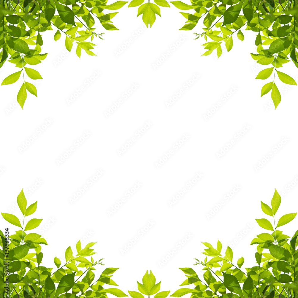 Green Leaf Border Line
