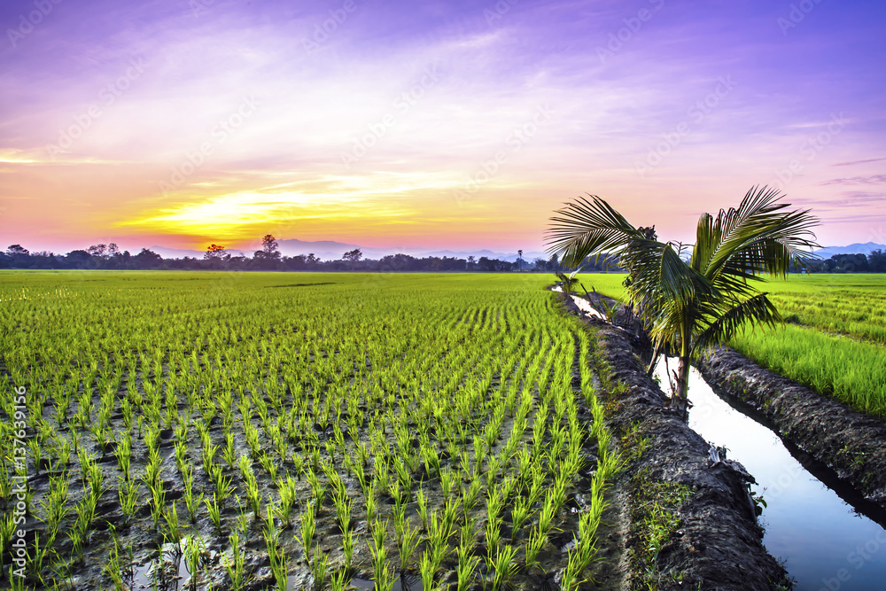 Rice fields and sunset background in Thailand Stock Photo | Adobe Stock