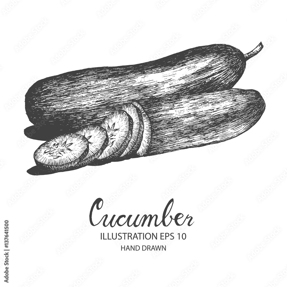 Cucumber hand drawn illustration by ink and pen sketch. Isolated vector ...