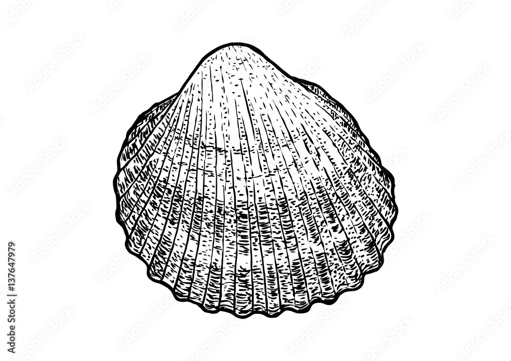 Cockle, shell illustration, drawing, engraving, ink, realistic Stock ...