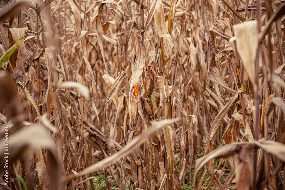Dried corn in stem with dead corn field on background. Stock Photo ...