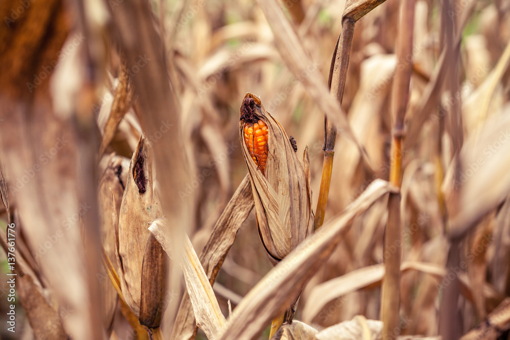 Dried corn in stem with dead corn field on background. Stock Photo ...