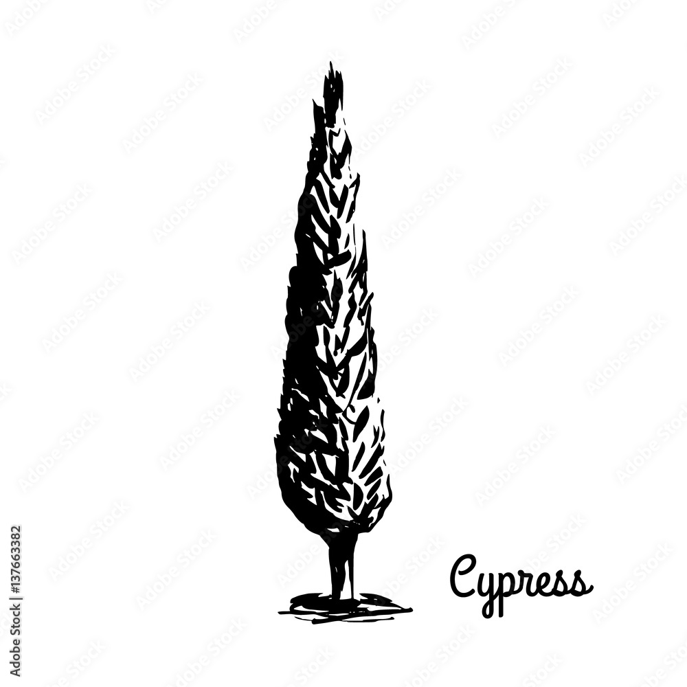Vector sketch illustration. Black silhouette of Cypress isolated on ...