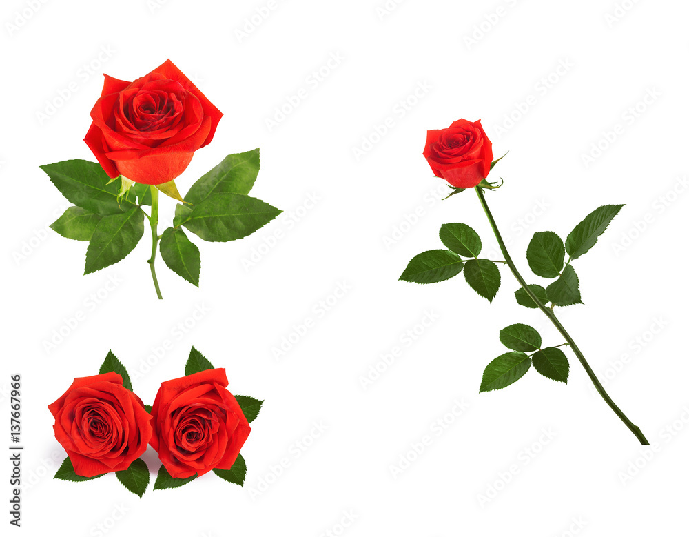 Set of beautiful red roses for design isolated on background Stock ...