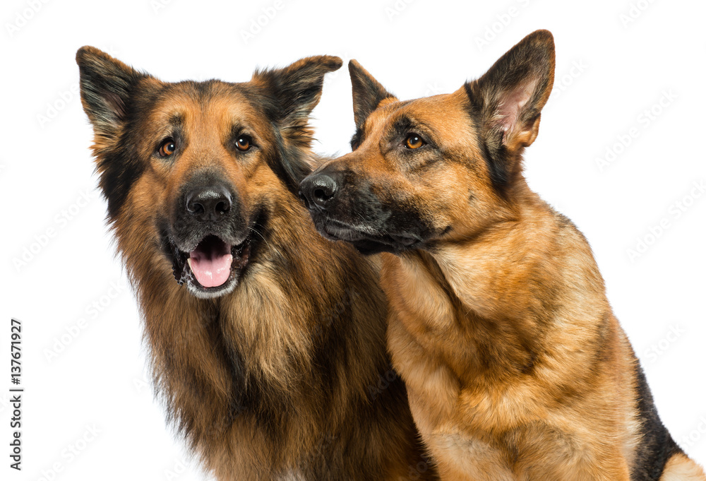 Two German shepherds close-up on white background Stock-Foto | Adobe Stock