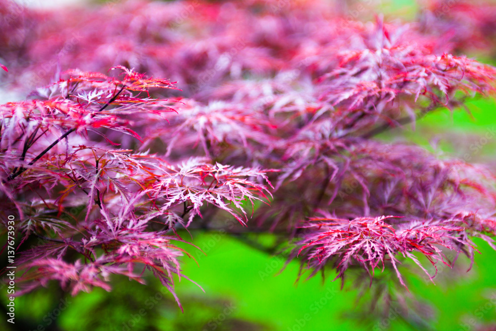 Pink leaves of the Japanese maple (Acer palmatum) Stock-Foto | Adobe Stock