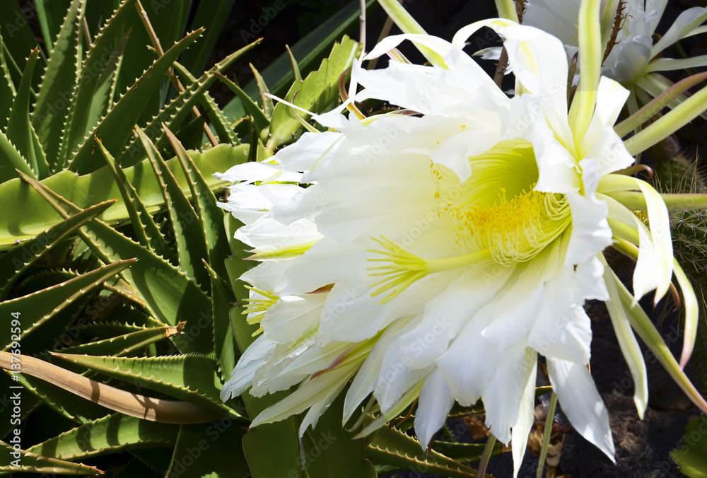 Queen Of The Night Cactus Flower