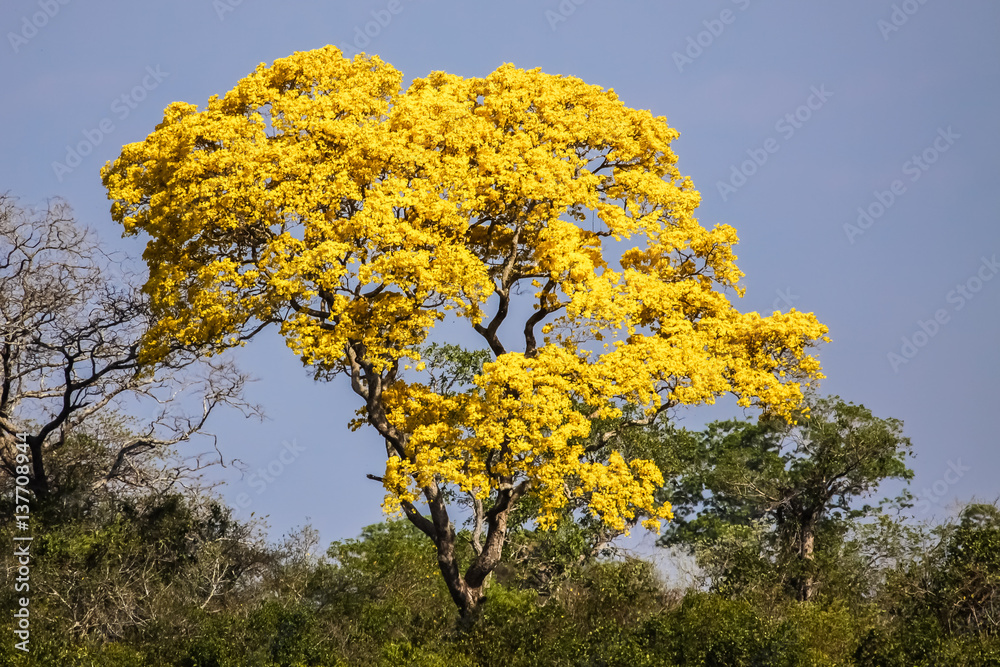 Ipe Tree Brazil