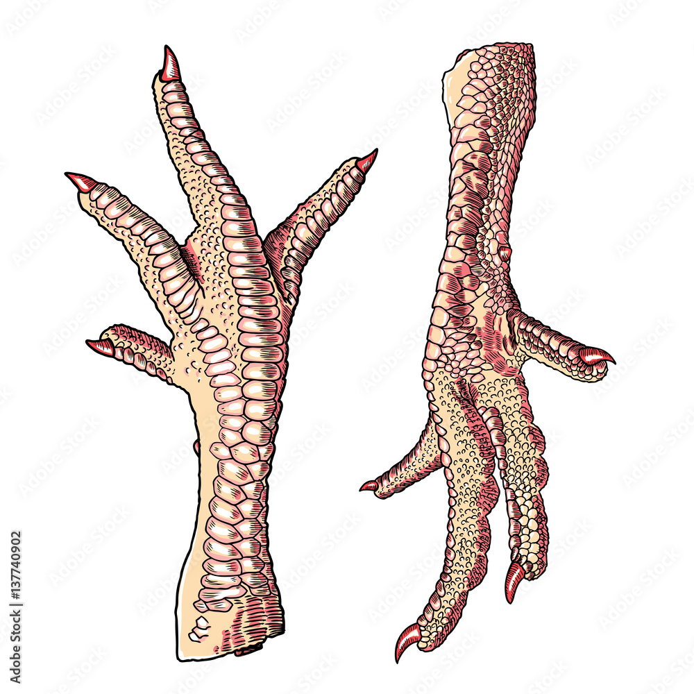 Chicken legs for Chinese plate. Asian cooking, farm domestic bird pair ...