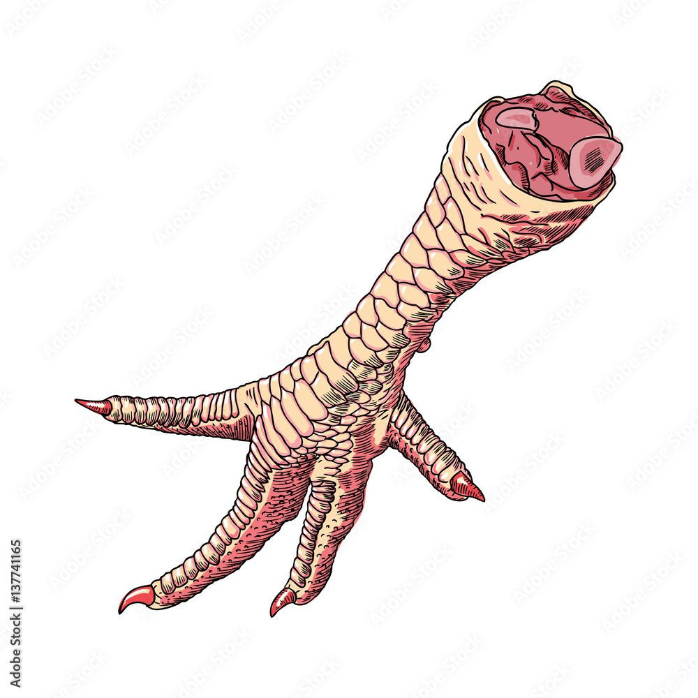 Set of chicken, rooster, turkey feet. Hand drawing engraving style ...