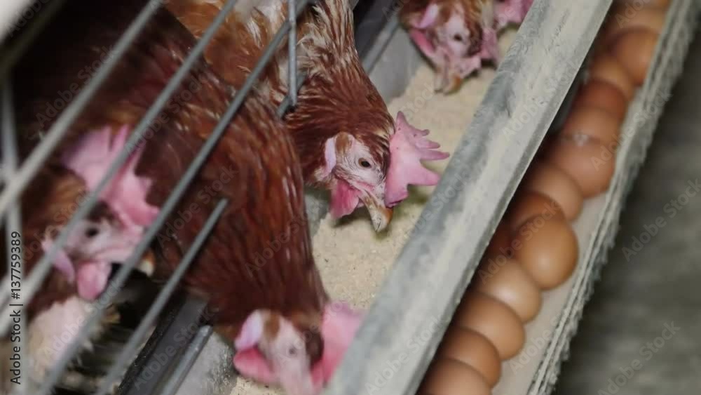 Egg laying hens at a poultry farm Stock Video | Adobe Stock