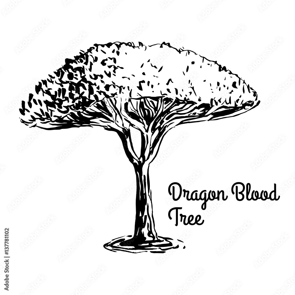 Vector sketch illustration. Black silhouette of Dragon Blood tree ...