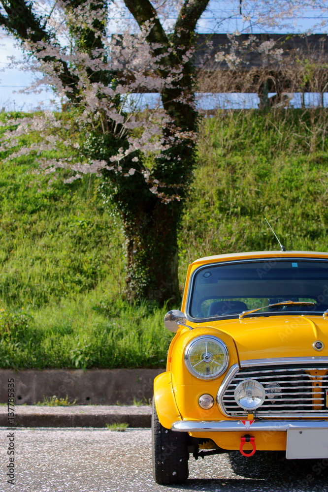 classic mini cooper and cherry blossom Stock Photo | Adobe Stock