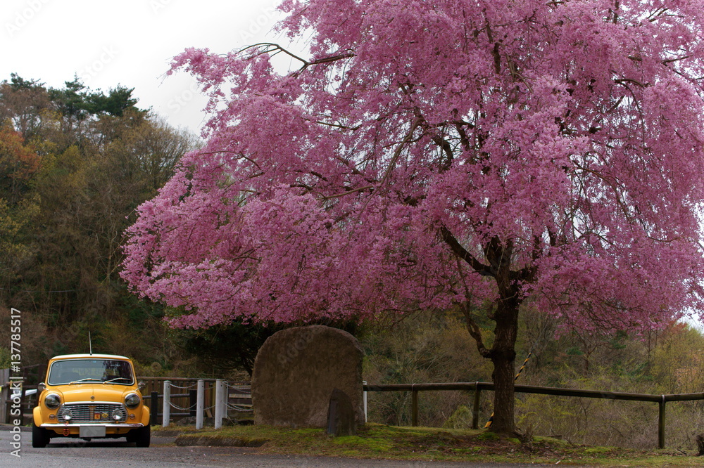 classic mini cooper and weeping cherry tree Stock Photo | Adobe Stock