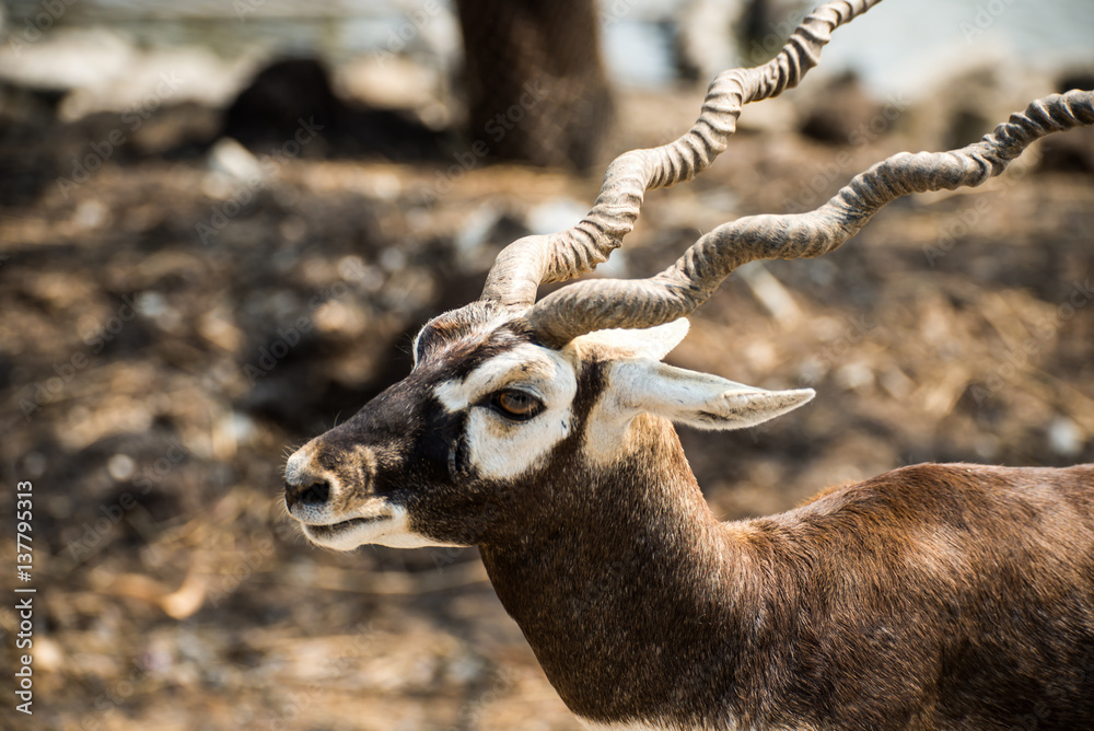 Deer Impala Stock Photo | Adobe Stock
