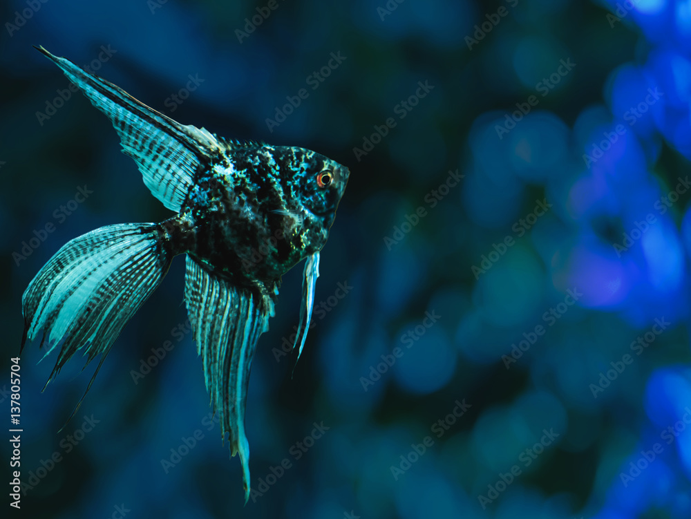 Blue Marble Angelfish