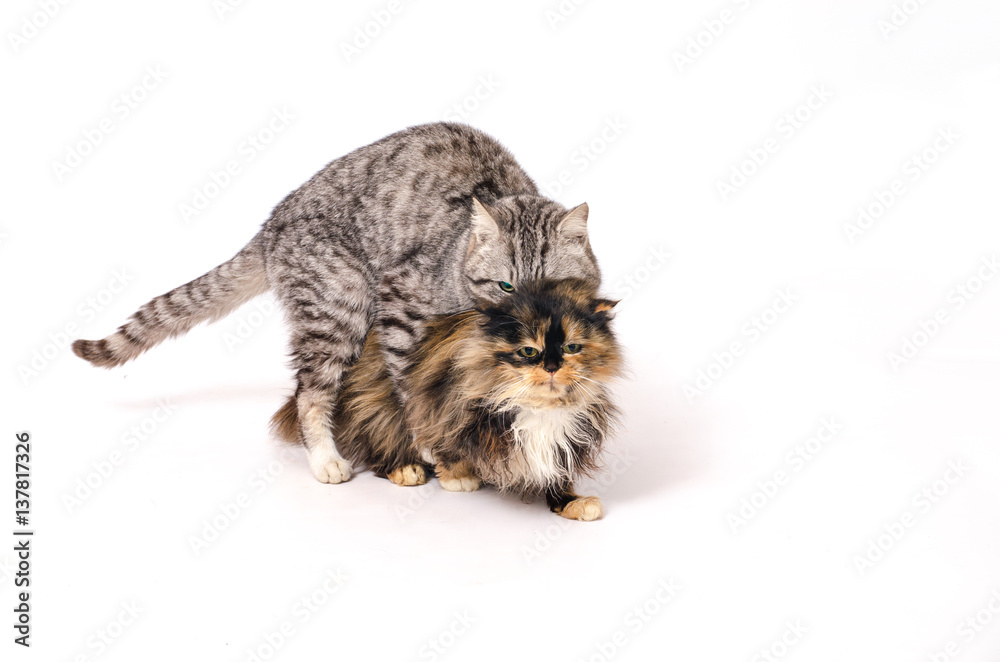 adult pets cats engaged in sexual intercourse on a white background ...