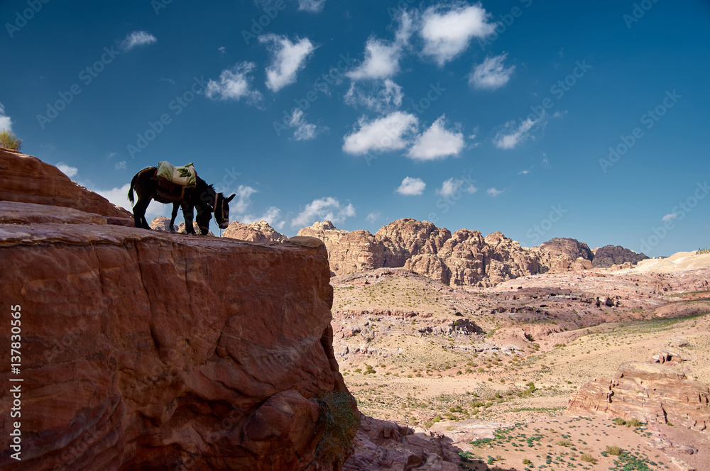Two harnessed donkeys stand on the cliff. Petra, Jordan. Stock Photo ...