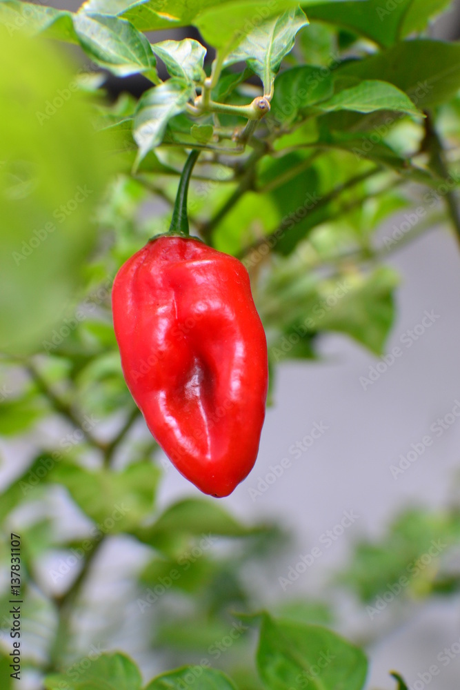 aji o pepinillo en su planta pepper, plant, peppers, red Stock Photo ...