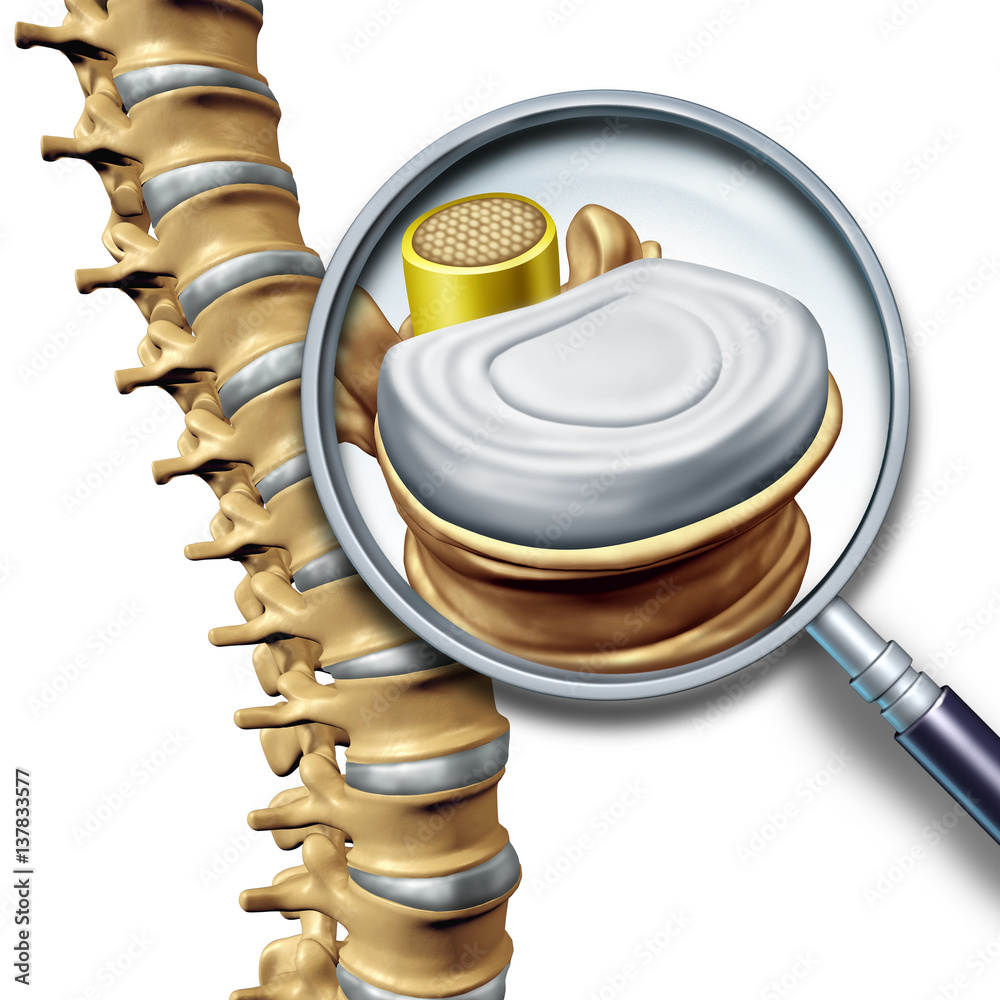 Lumbar Spine Anatomy Segment Stock Illustration | Adobe Stock