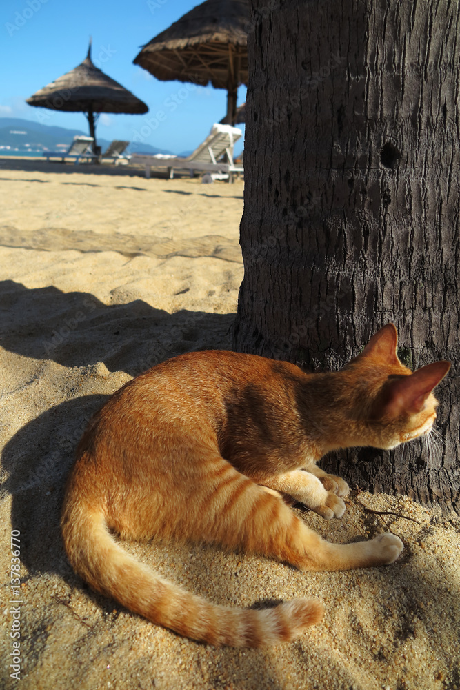 Foxy cat relaxing in the sun on the sand paradise beach Stock Photo ...