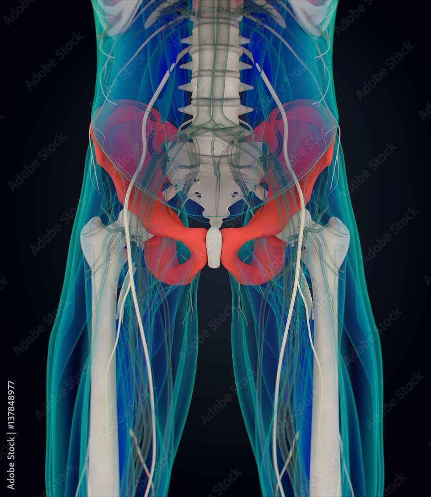 Ilium bone, human anatomy. 3D illustration. Stock Illustration | Adobe ...