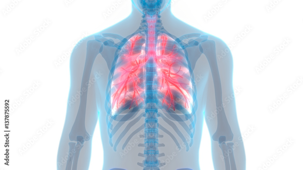 Human Body Organs (Lungs Anatomy) Posterior view Stock Illustration ...