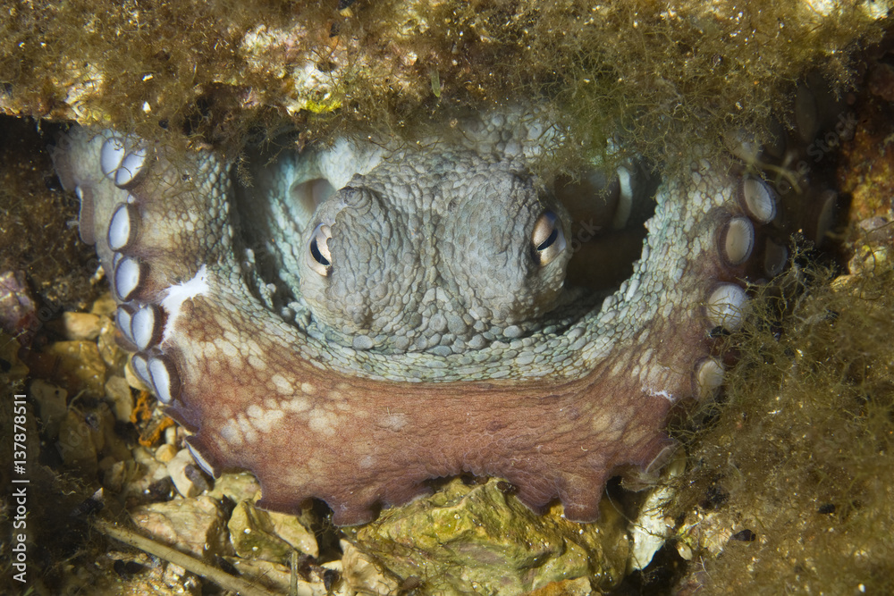 Common octopus (Octopus vulgaris) in hole, Larvotto Marine Reserve ...