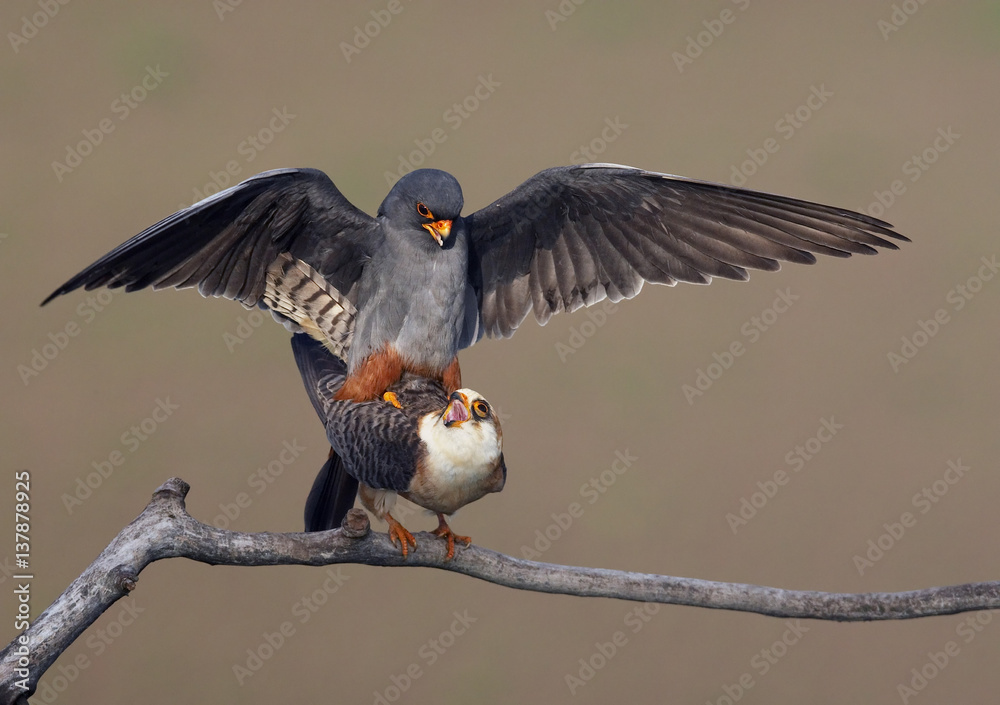 Red-footed falcon (Falco vespertinus) mating pair, Hortobagy NP ...