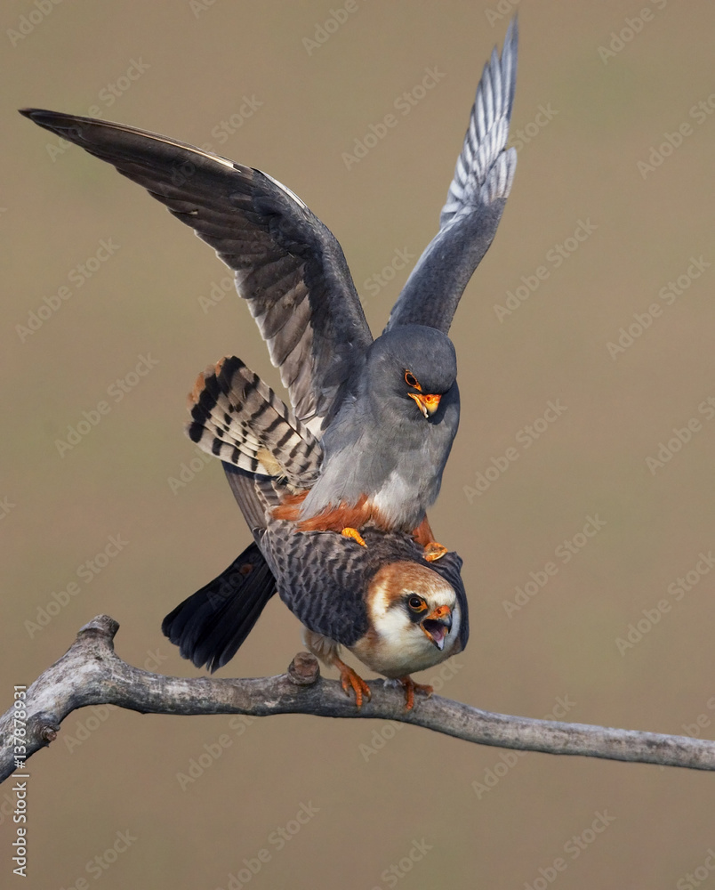 Red-footed falcon (Falco vespertinus) mating pair, Hortobagy NP ...