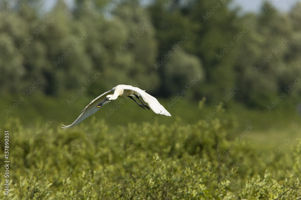 Spoonbill (Platalea leucorodia) in flight over Krapje dol heronry, near ...