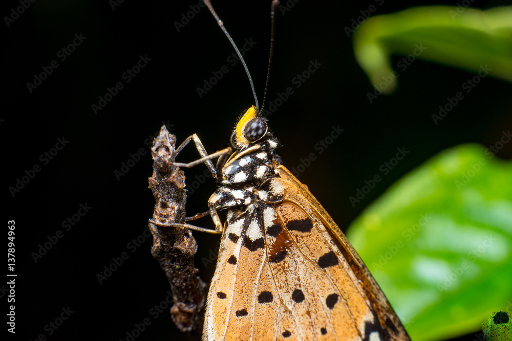 Extreme and close up view of Tawny Coster butterfly (Arthropoda: Lepidoptera: Nymphalidae ...