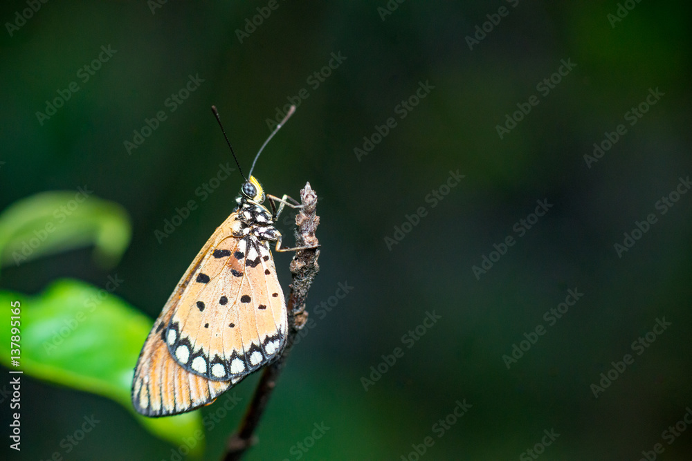 Tawny Coster butterfly (Arthropoda: Lepidoptera: Nymphalidae: Acraea violae) descend and ...