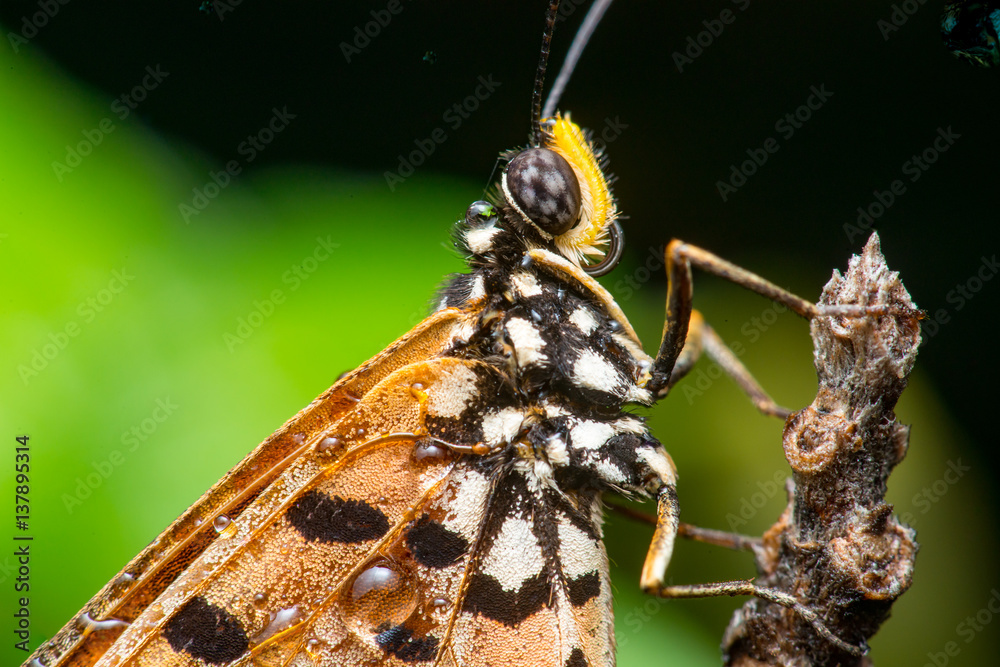 Extreme and close up view of Tawny Coster butterfly (Arthropoda: Lepidoptera: Nymphalidae ...