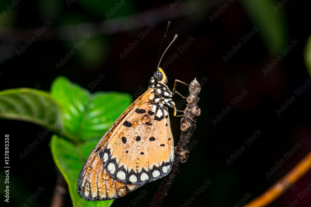 Tawny Coster butterfly (Arthropoda: Lepidoptera: Nymphalidae: Acraea violae) descend and ...