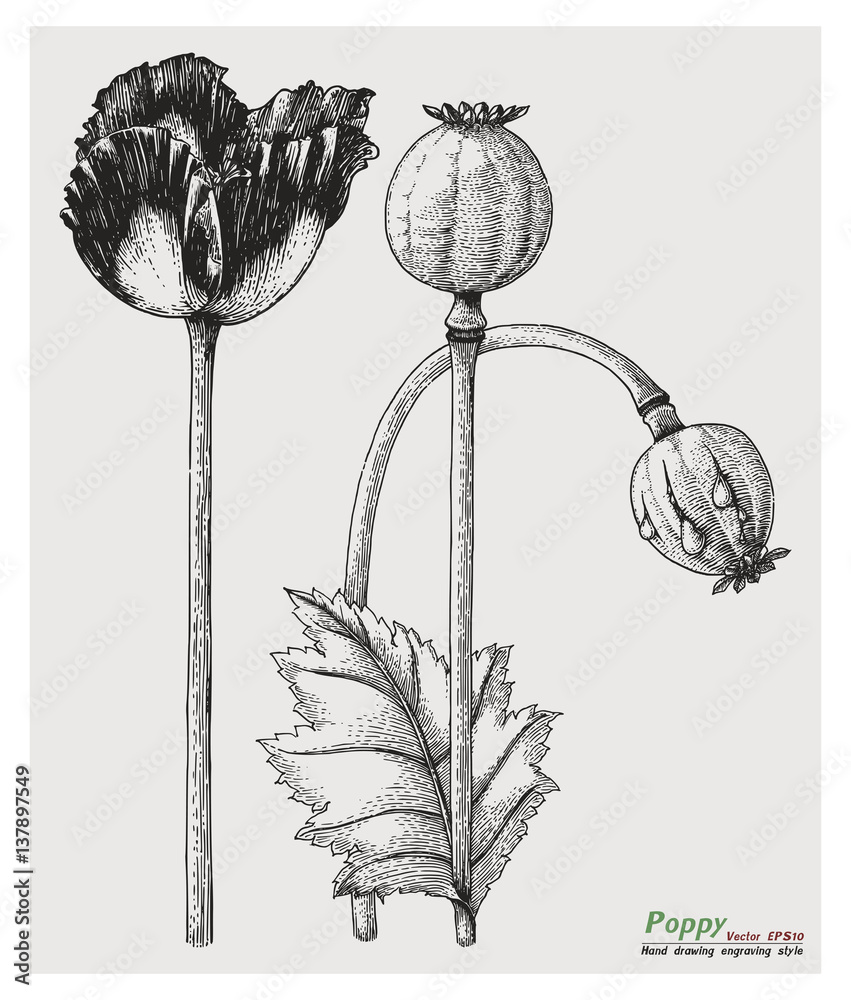 Poppy hand drawing engraving style Stock Vector | Adobe Stock