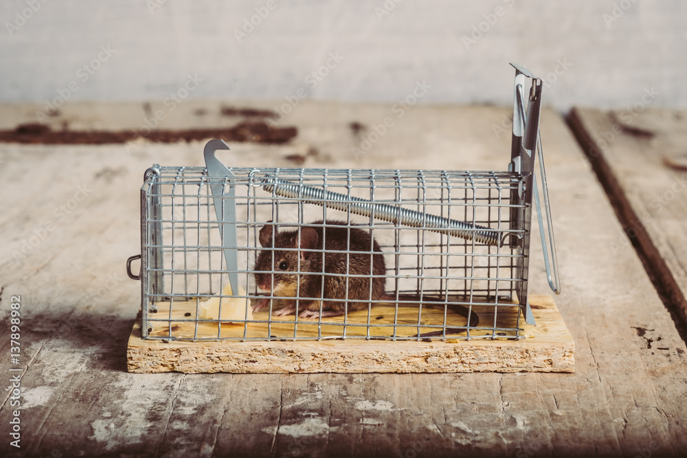 Little mouse in the cage Stock-Foto | Adobe Stock