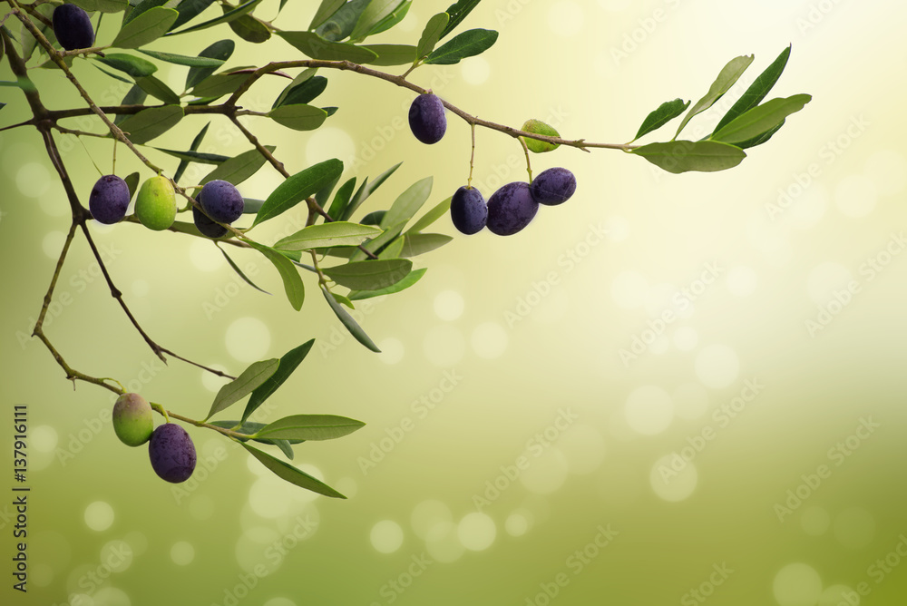 Floral natural sunny organic food background with olive tree branches ...