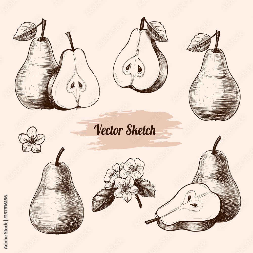 Vector pears hand drawn sketch with flowers . Sketch vector food ...