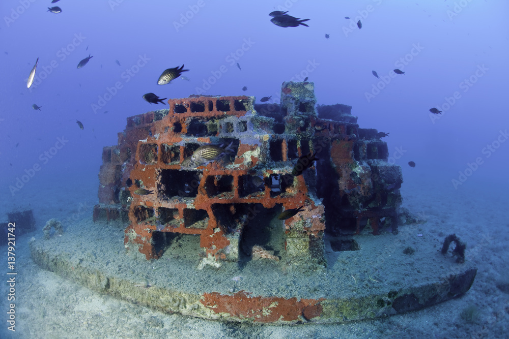 Submerged artificial reef lying on the sand with Blue damselfish ...