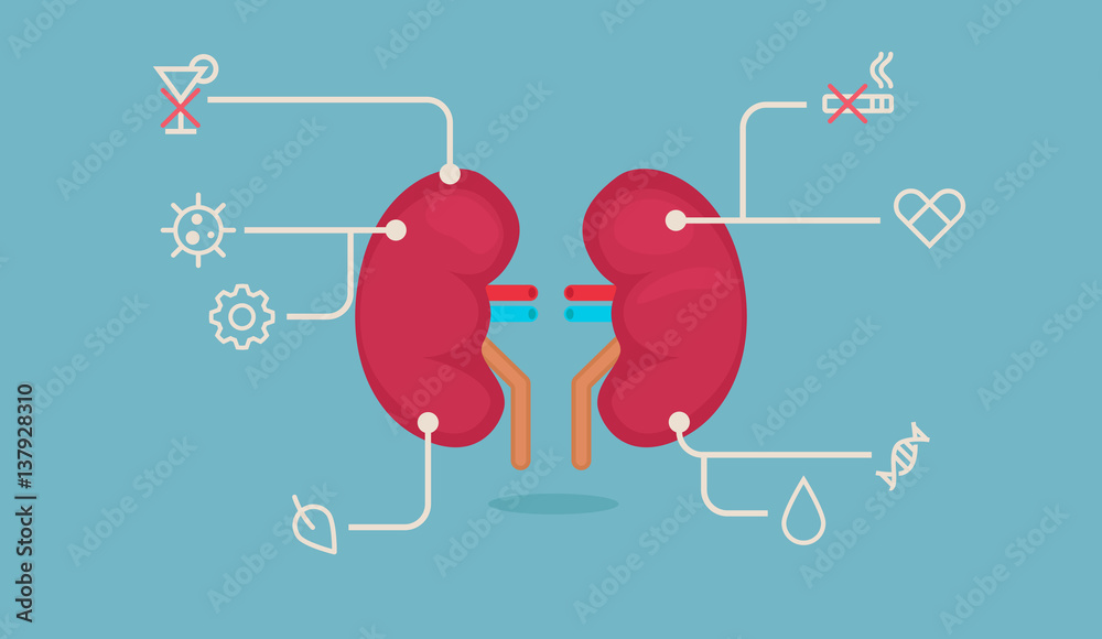 kidneys vector illustration Stock Vector | Adobe Stock