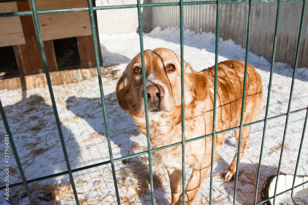 Abandoned dog in the kennel,homeless dog behind bars in an animal ...