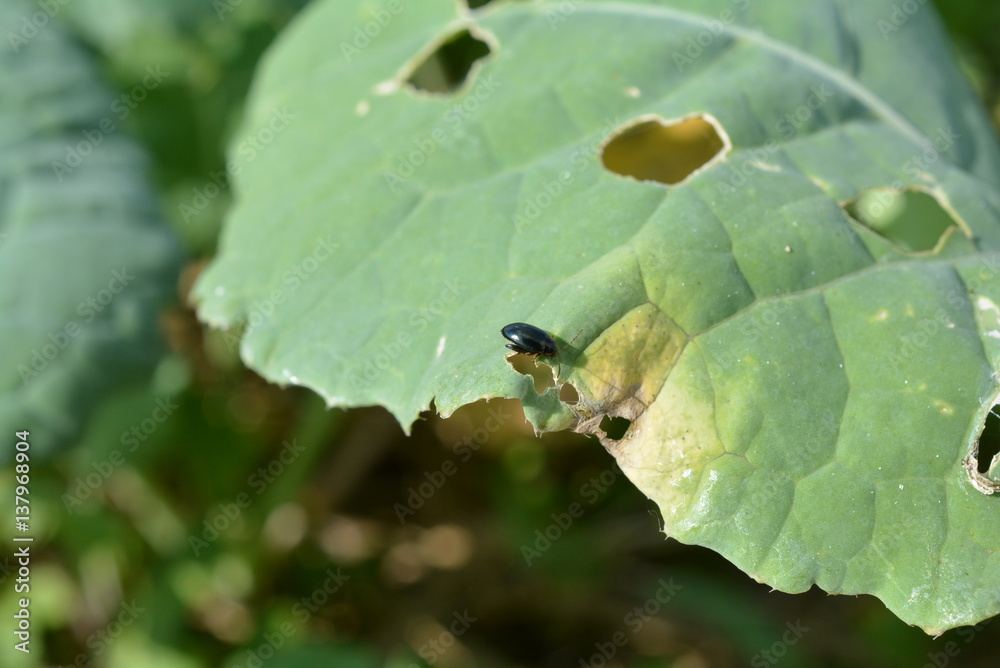 Grosse altise adulte sur colza foto de Stock | Adobe Stock