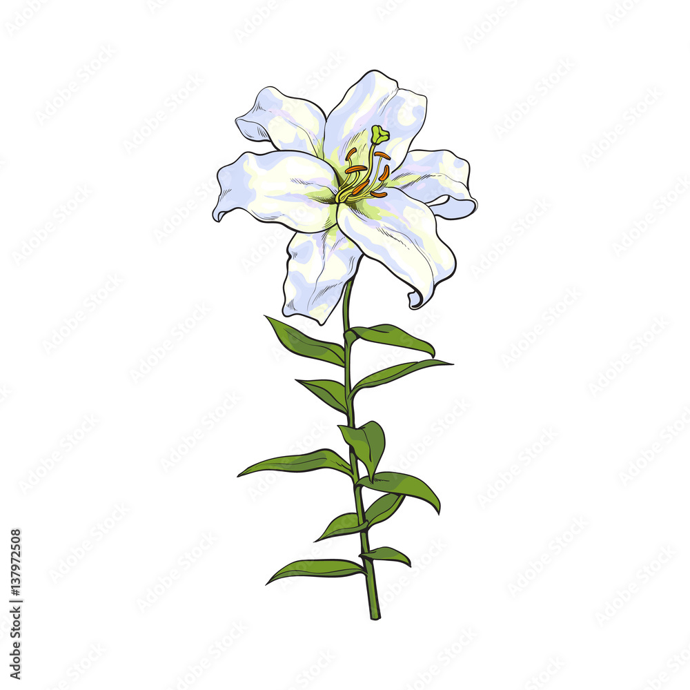 Single hand drawn white lily flower with stem and leaves, front view ...