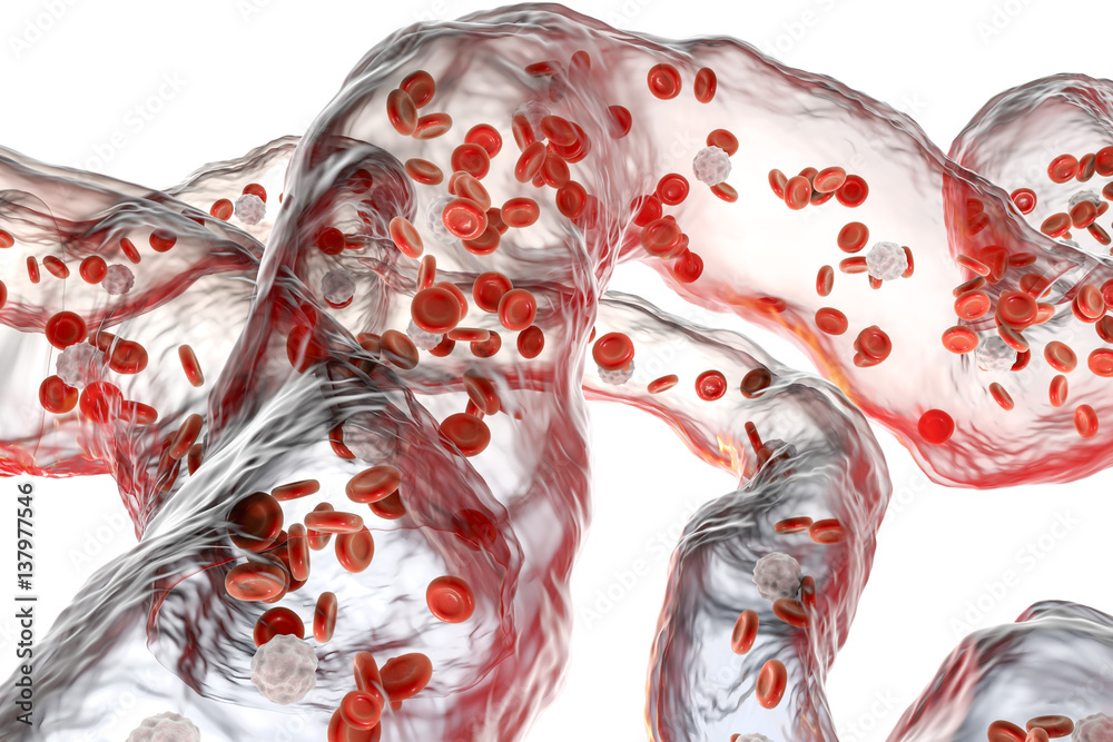 Network of blood vessels, capillaries with flowing blood cells isolated ...